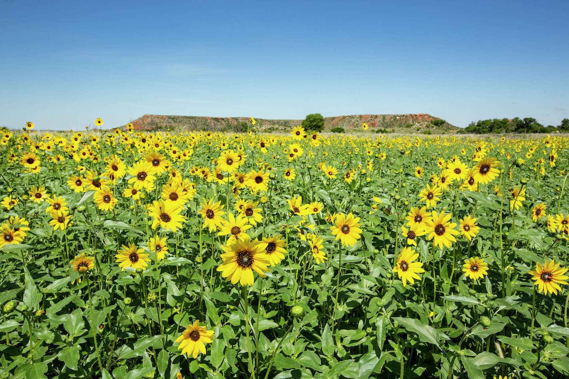 Historic Texas Panhandle legacy ranch on market for $180M