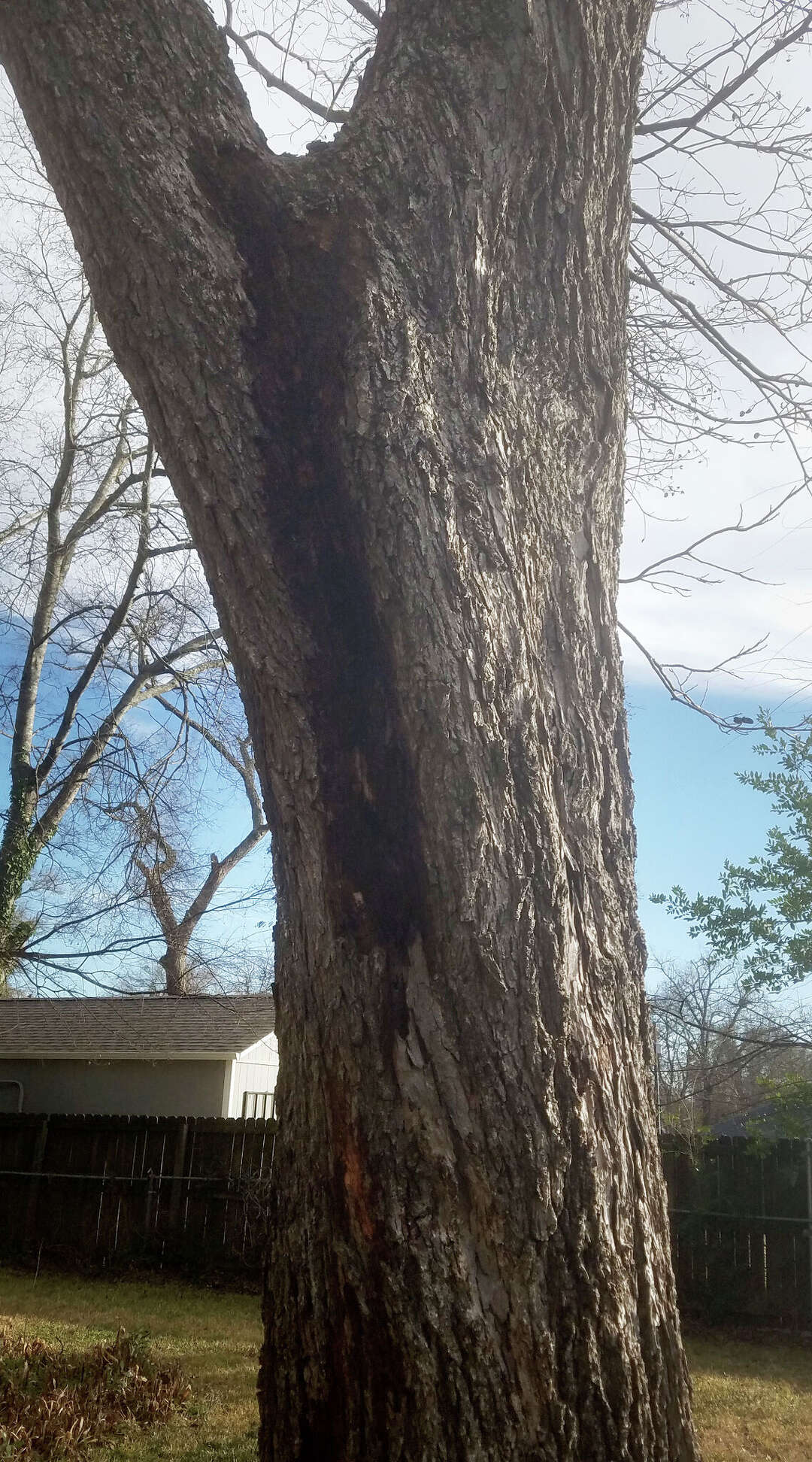 Improper pruning could cause pecan tree to topple