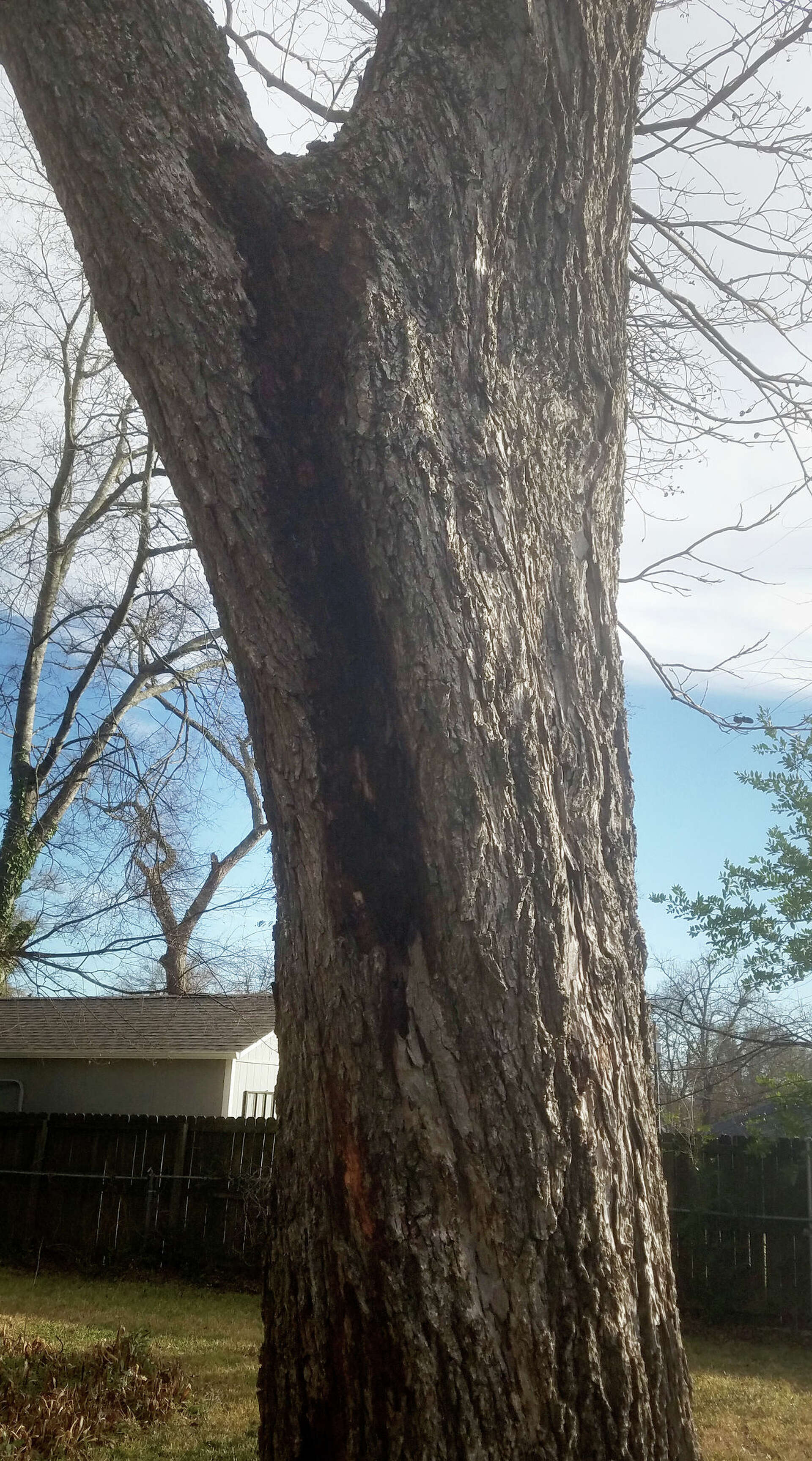 Improper pruning could cause pecan tree to topple