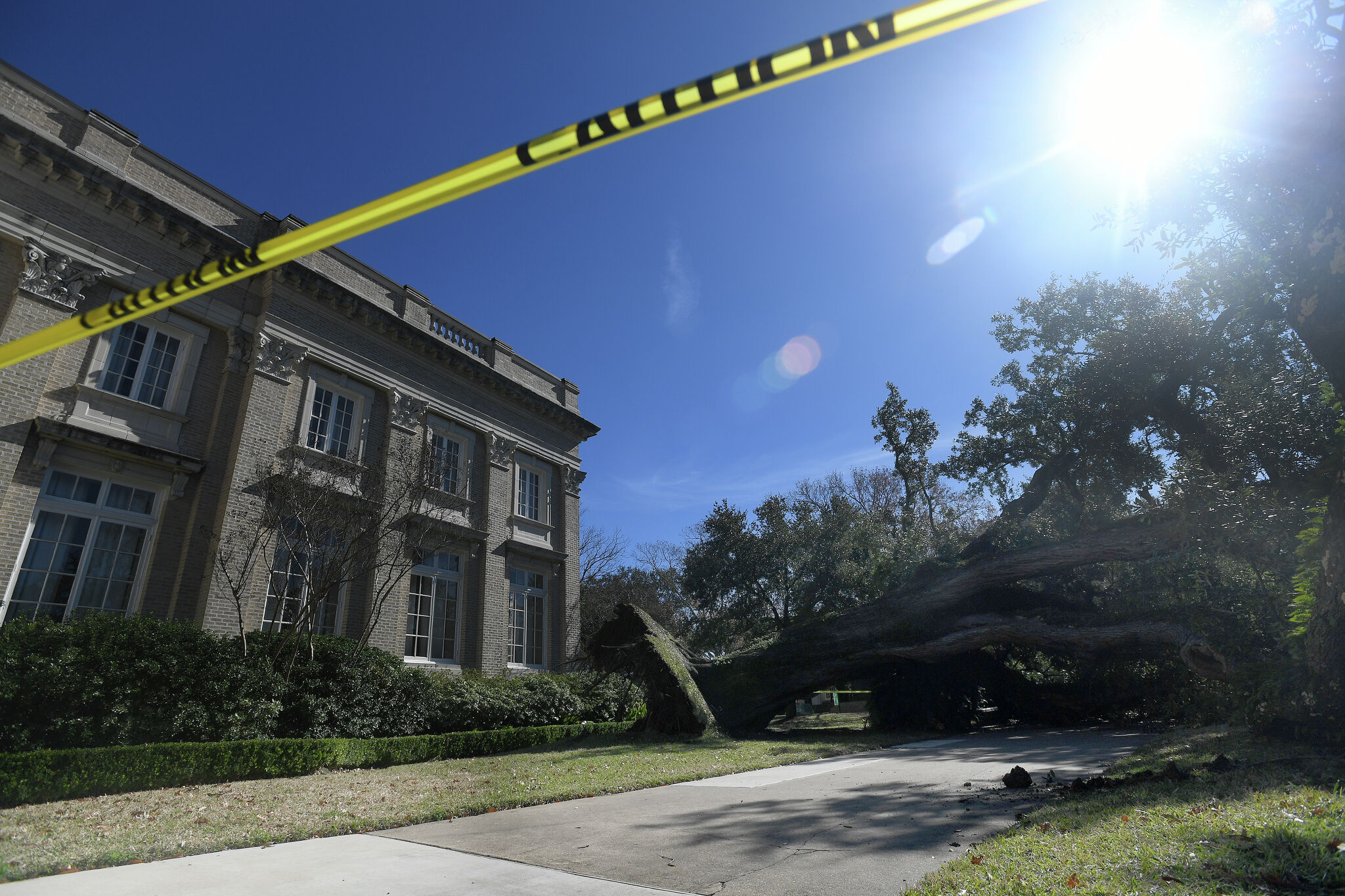 A roughly 150-year-old oak fell outside the Julie Rogers Theatre