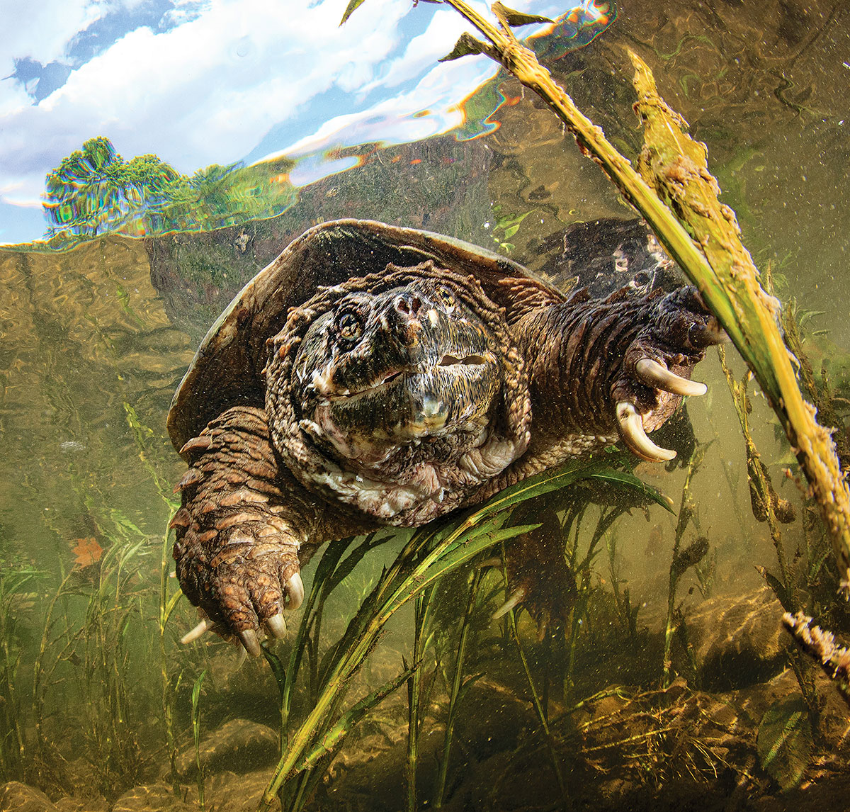 Wetland animals hide under the ice in winter