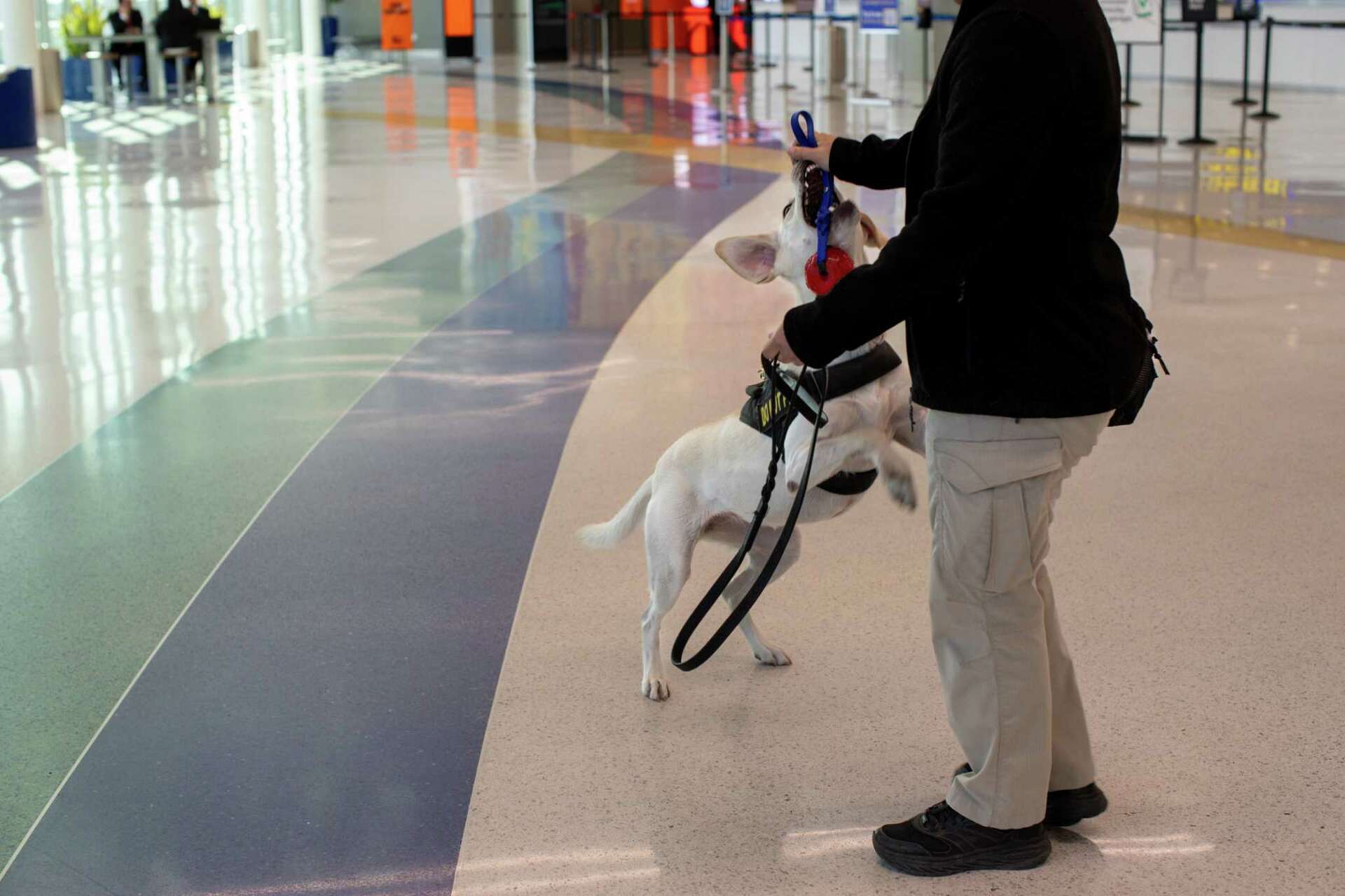 Two K-9 teams from San Antonio to help secure Super Bowl LVIII