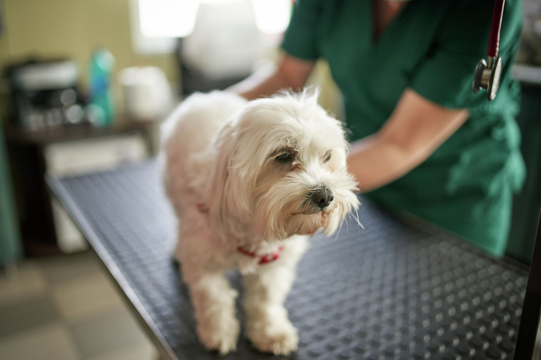 Vet shortage is impacting access to care for our pets