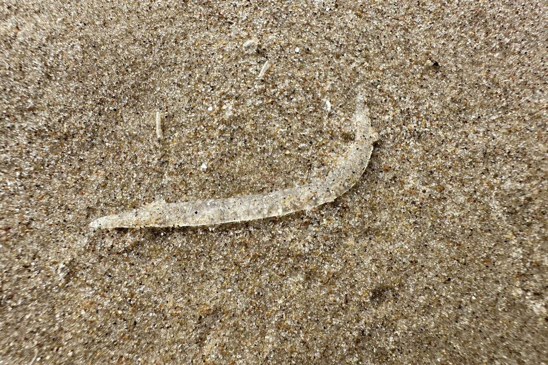 Texas coast covered in crystal-clear fish in 'rare event'