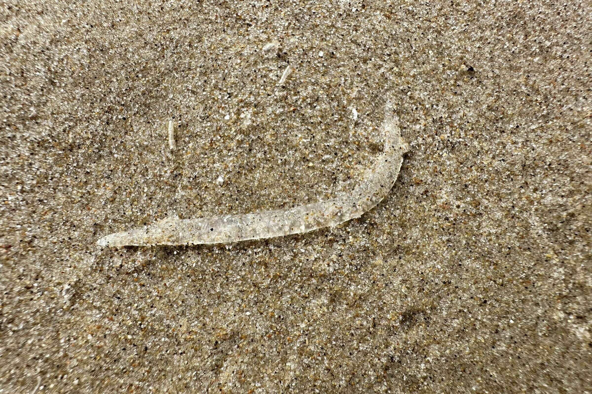 Texas coast covered in crystal-clear fish in 'rare event'