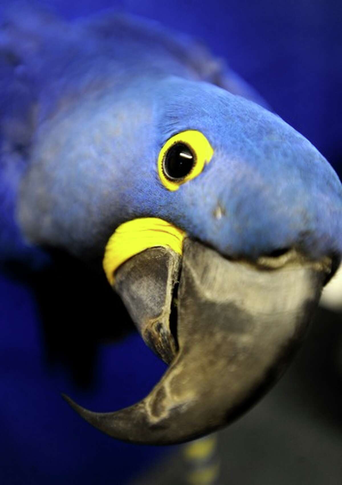 Sonny Carlin's birds perform feats of fancy