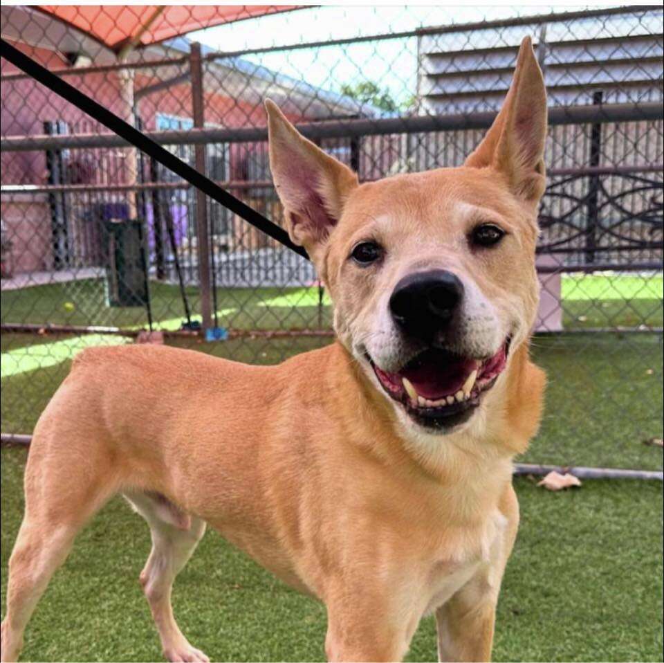 San Antonio woman talks adopting comatose owner's three dogs