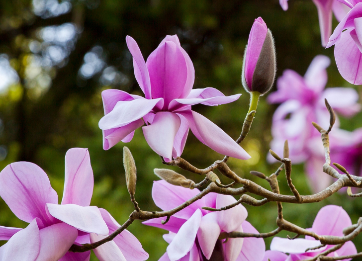 Enjoy a Special Guided Tour of the Stunning Magnolia Bloom