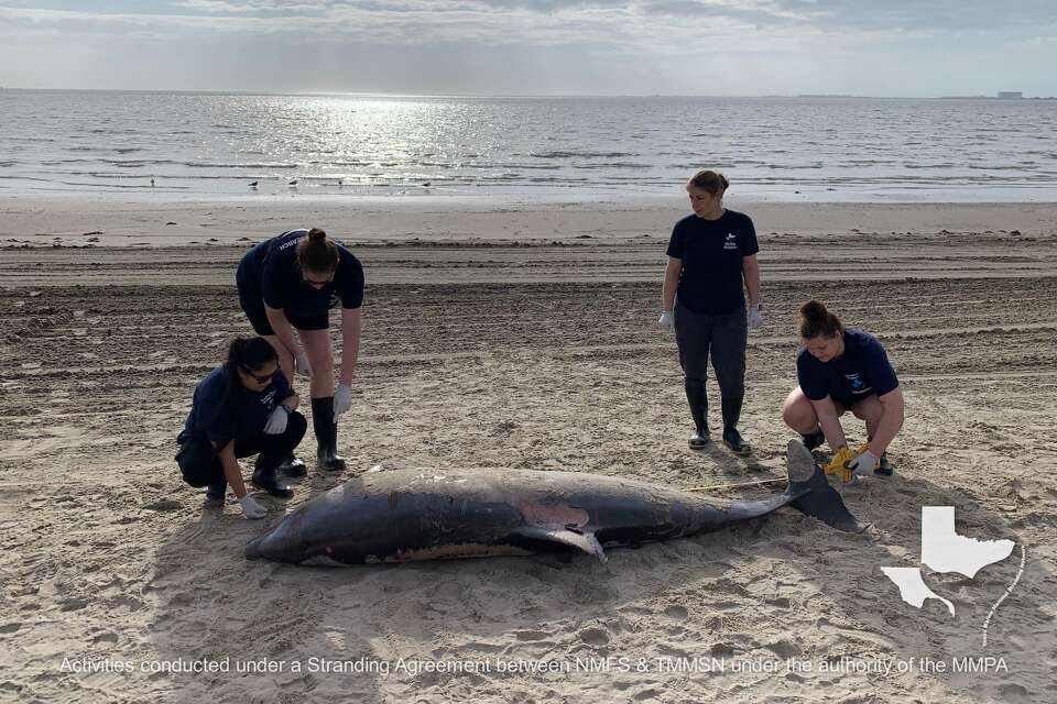 Texas Gulf Coast dolphin ‘stranding’ season at its peak