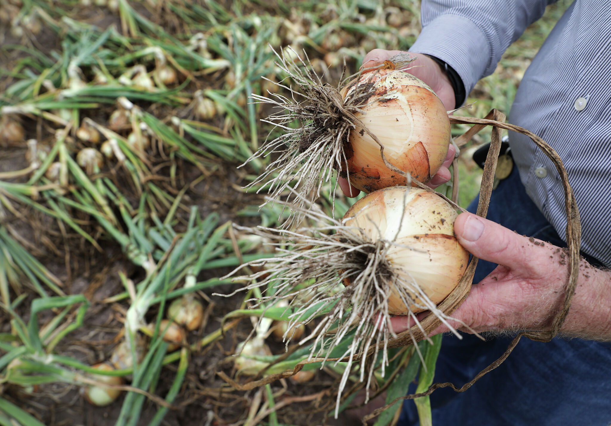 How to have successful onion production