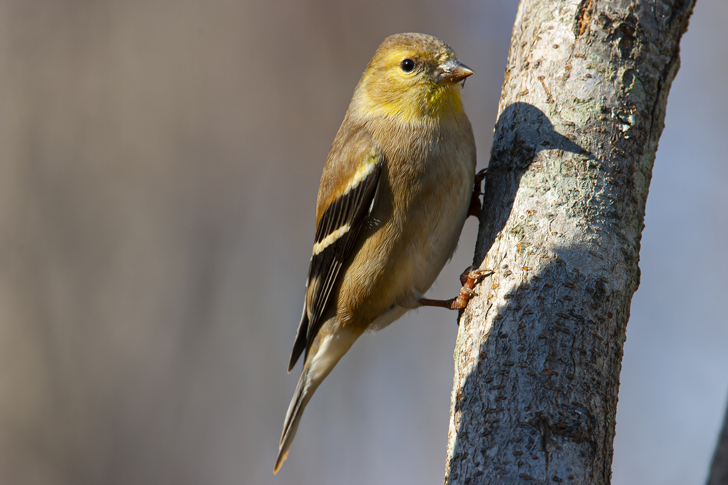American goldfinches are nature's ornaments for Houston holidays