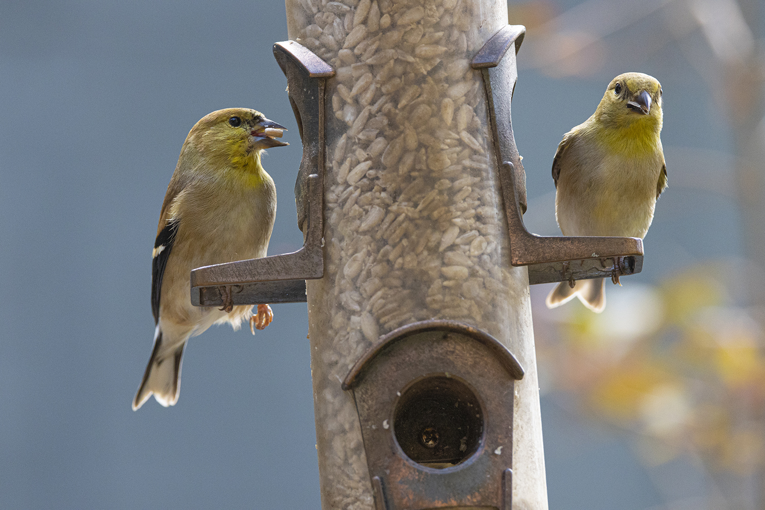 Houston birders welcome American goldfinches visiting for winter
