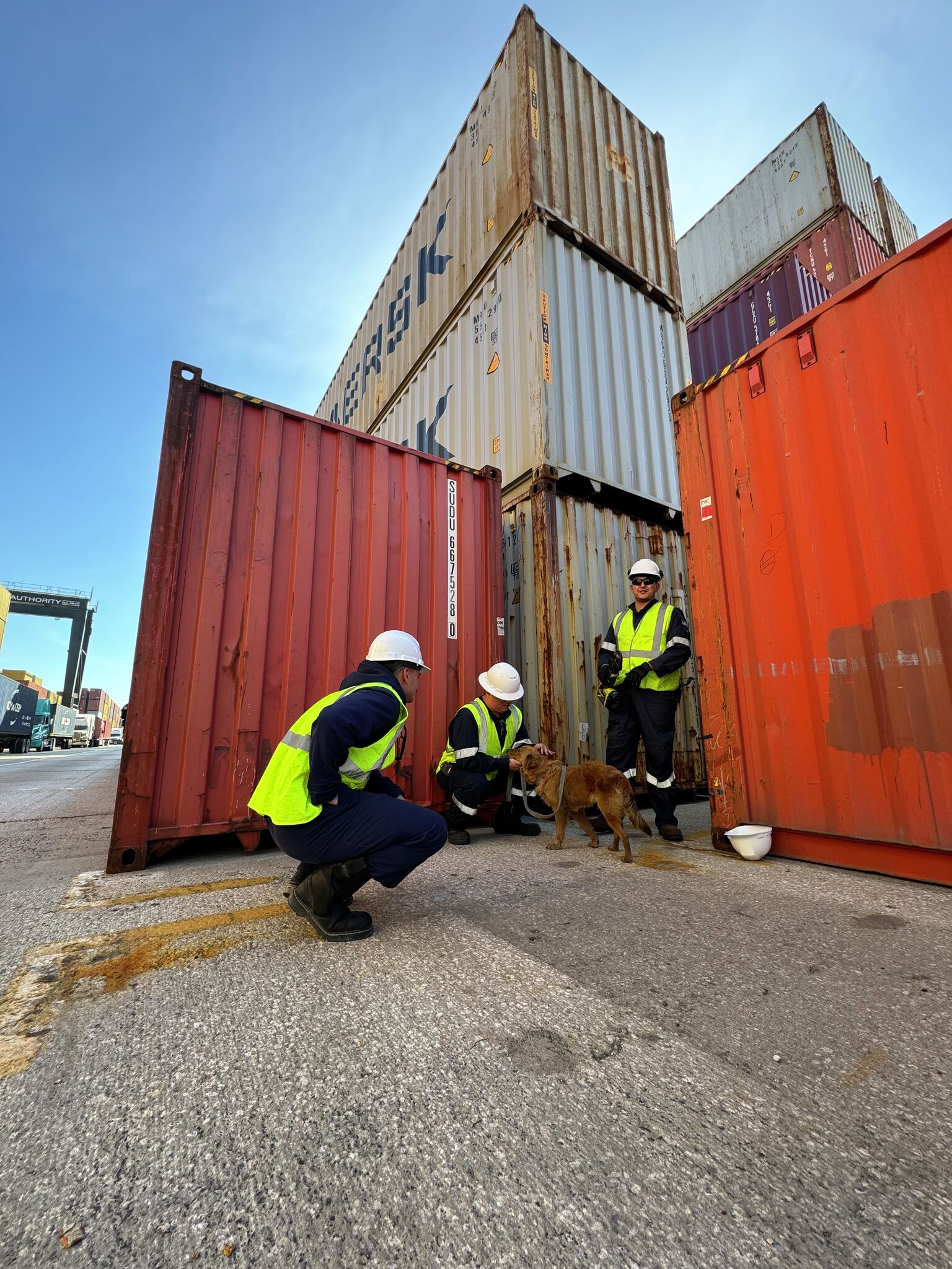 Coast guard rescues dog stuck in Port of Houston shipping container