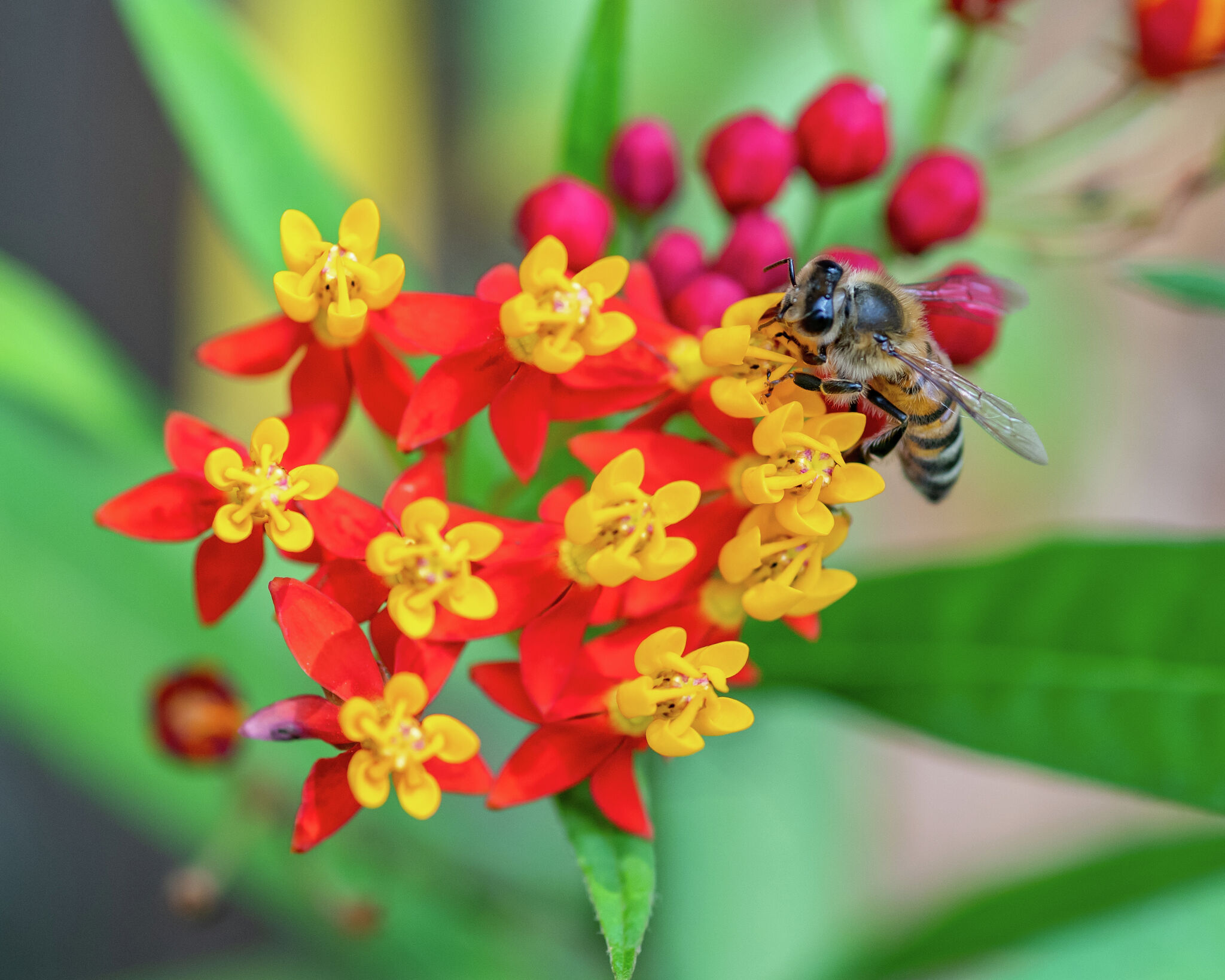 Honeybees crucial to Texas plant life face more extreme weather