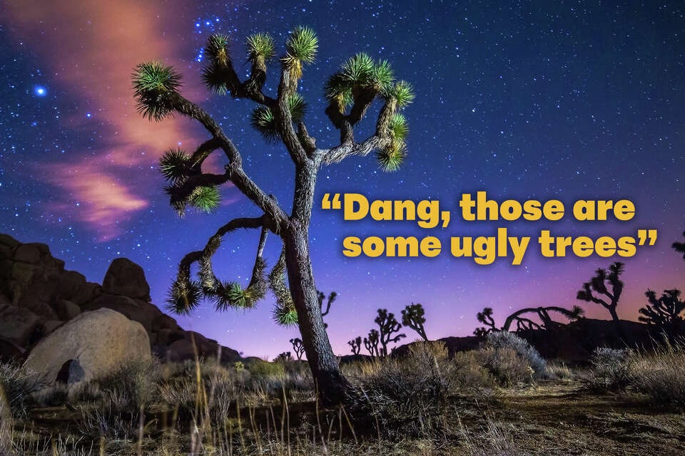 Why California's national parks love a viral bad review