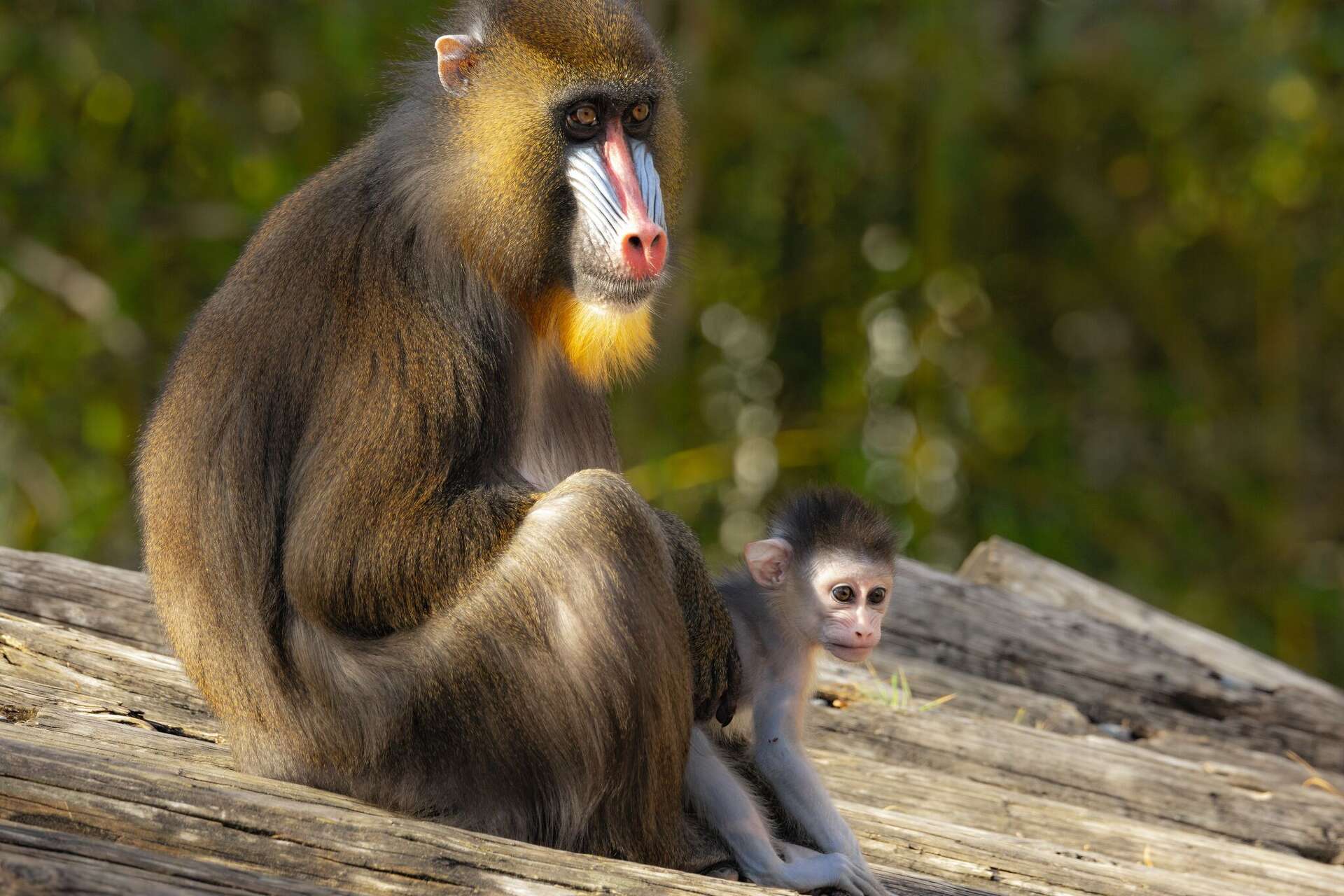 Texas zoo welcomes rare birth of a colorful mandrill monkey