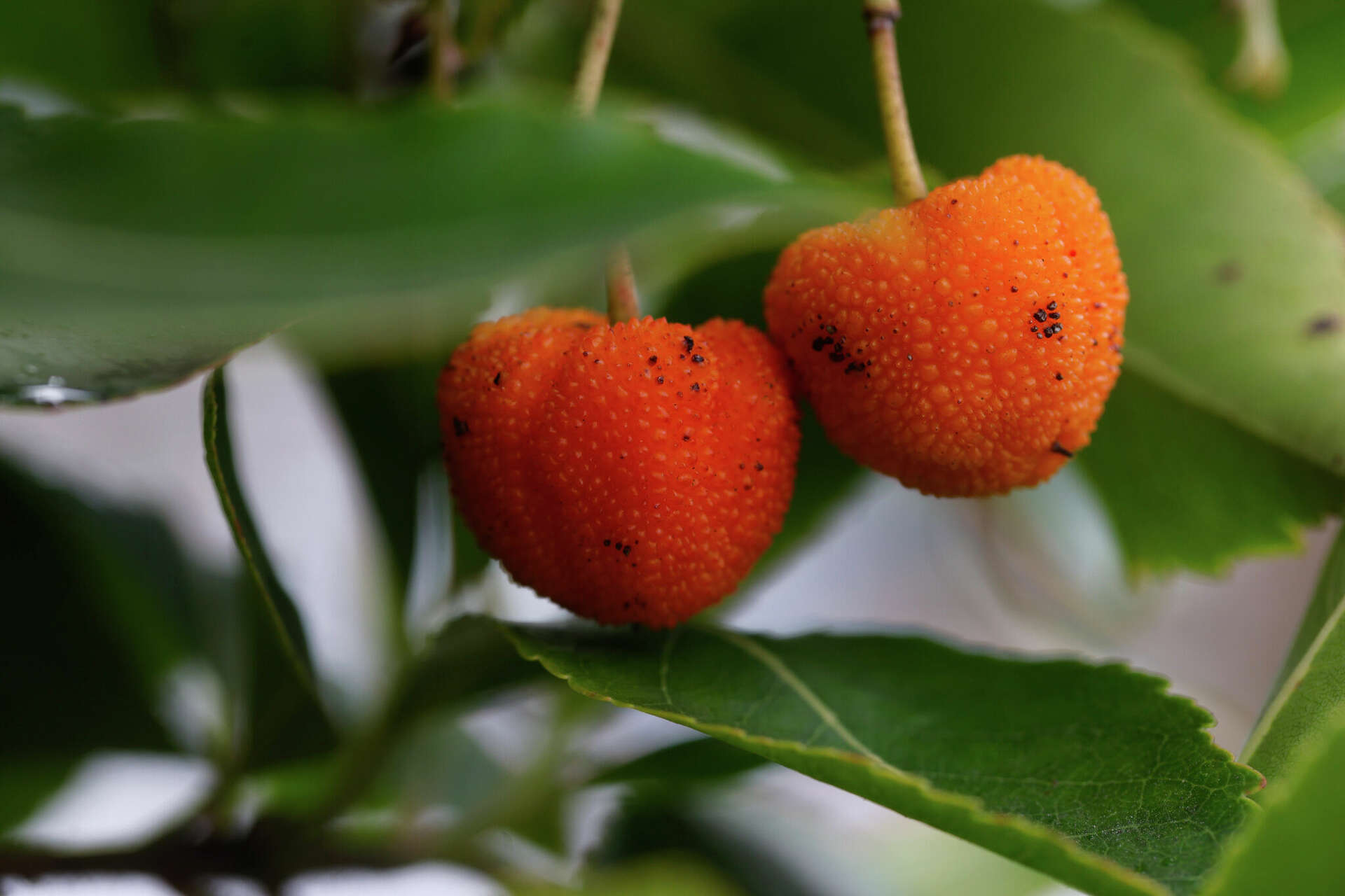 This uniquely S.F. tree is dropping ripe red fruit across the Bay Area