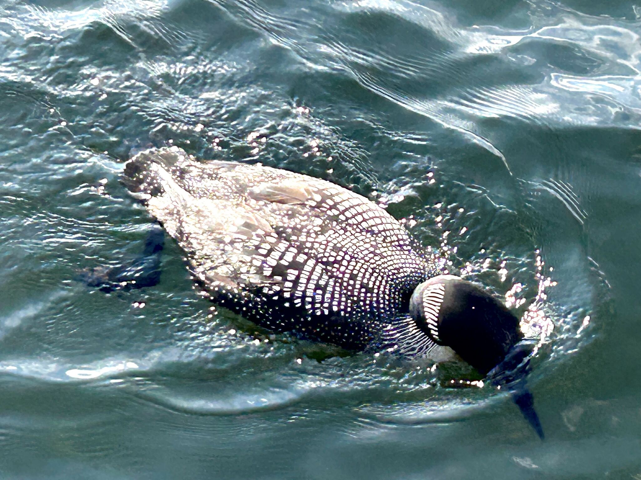 Loon advocates express concerns over lead poisoning from fishing gear