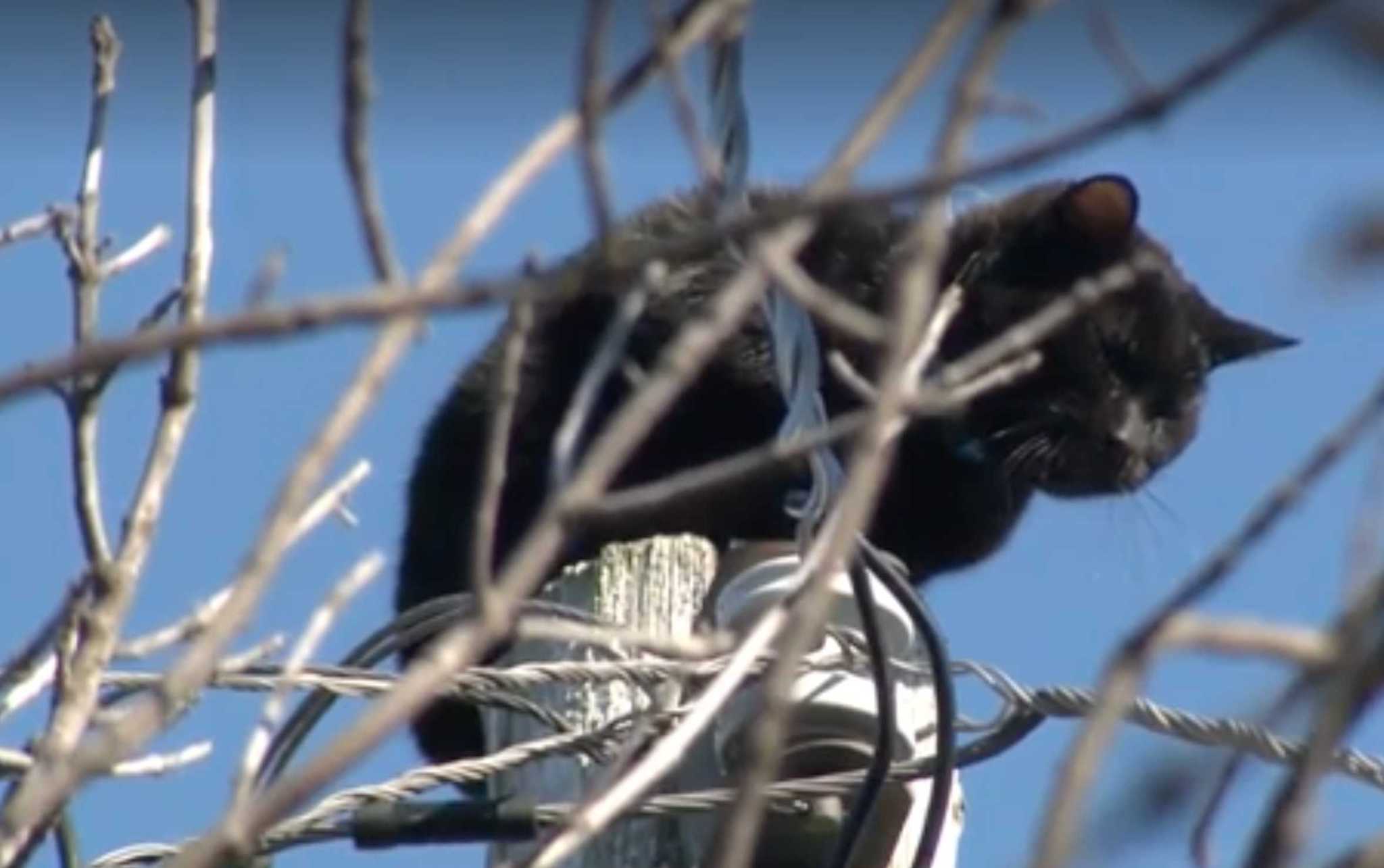 WATCH: Workers rescue cat stuck on top of utility pole