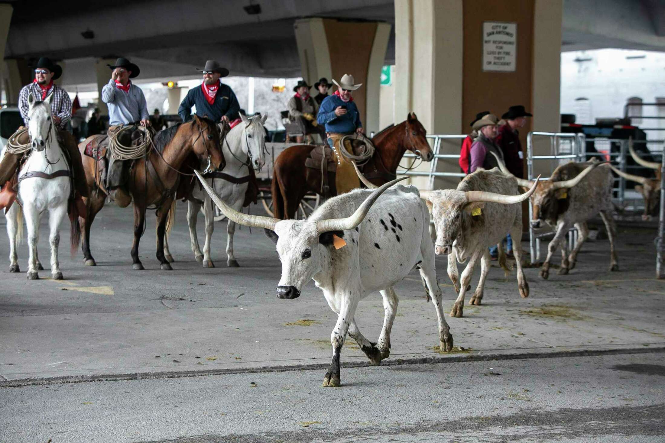 Rodeo prep: 5 things to know about cattle drives and San Antonio