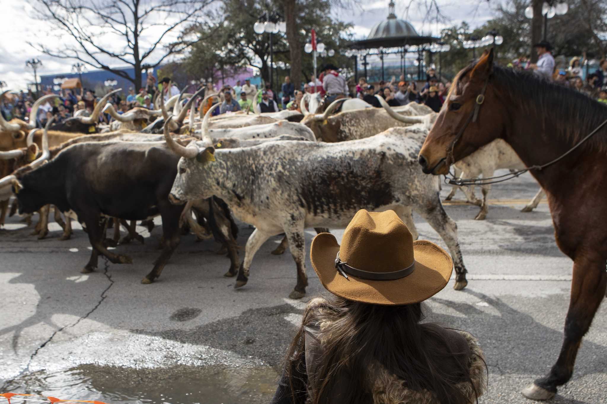 Rodeo prep: 5 things to know about cattle drives and San Antonio