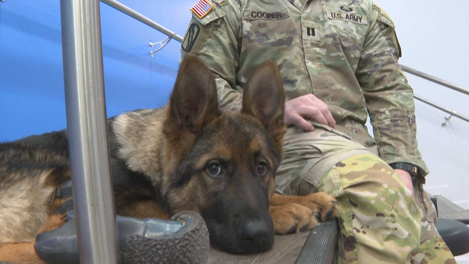 ‘Wonderful puppy won’t be defined by his disability:’ German shepherd ...