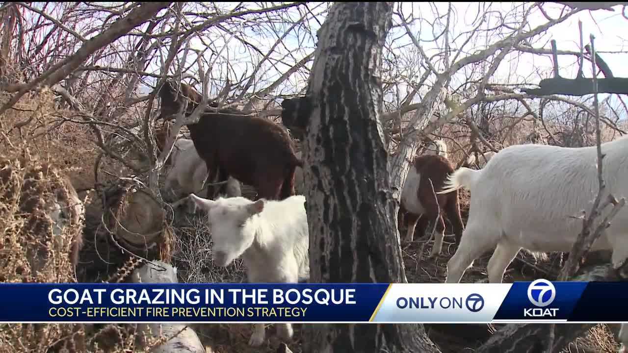 Goat grazing: A unique and natural approach to fire prevention