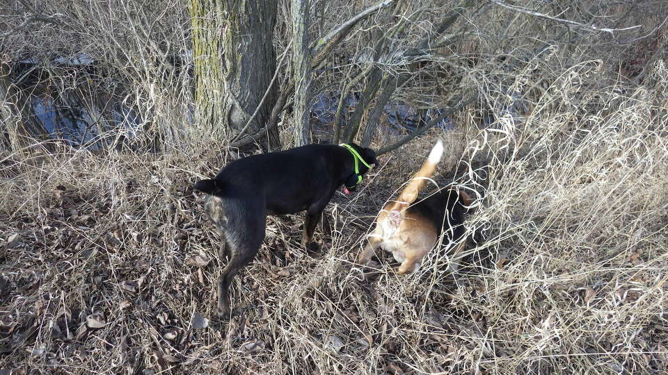 Tom Lounsbury's hunting dogs' skills including 'treeing' squirrels