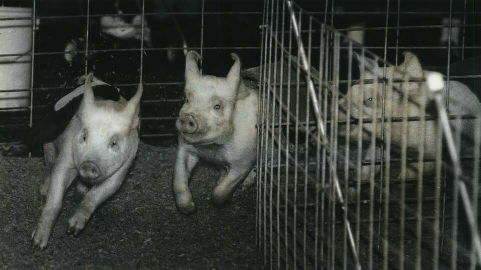 San Antonio Stock Show & Rodeo pig races star 'Kevin Bacon'