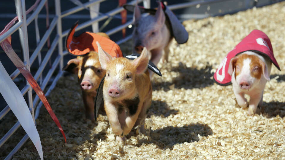 San Antonio Stock Show & Rodeo pig races star 'Kevin Bacon'
