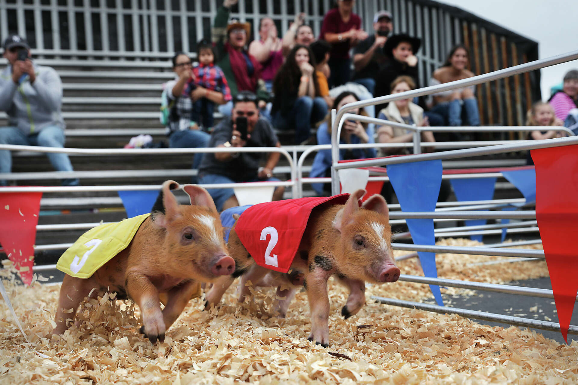 San Antonio Stock Show & Rodeo pig races star 'Kevin Bacon'
