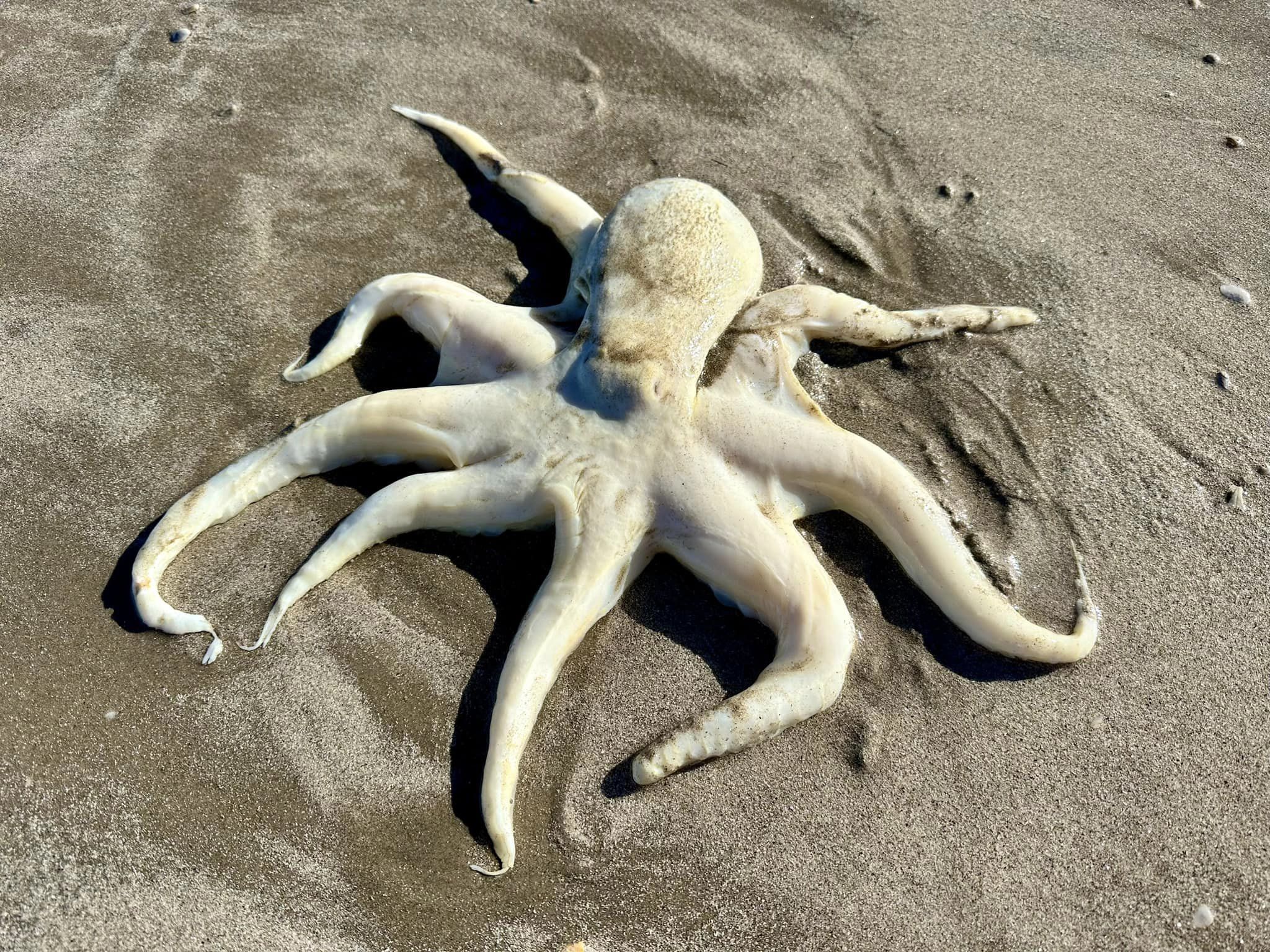 Octopuses wash up Corpus Christi beaches after cold snap