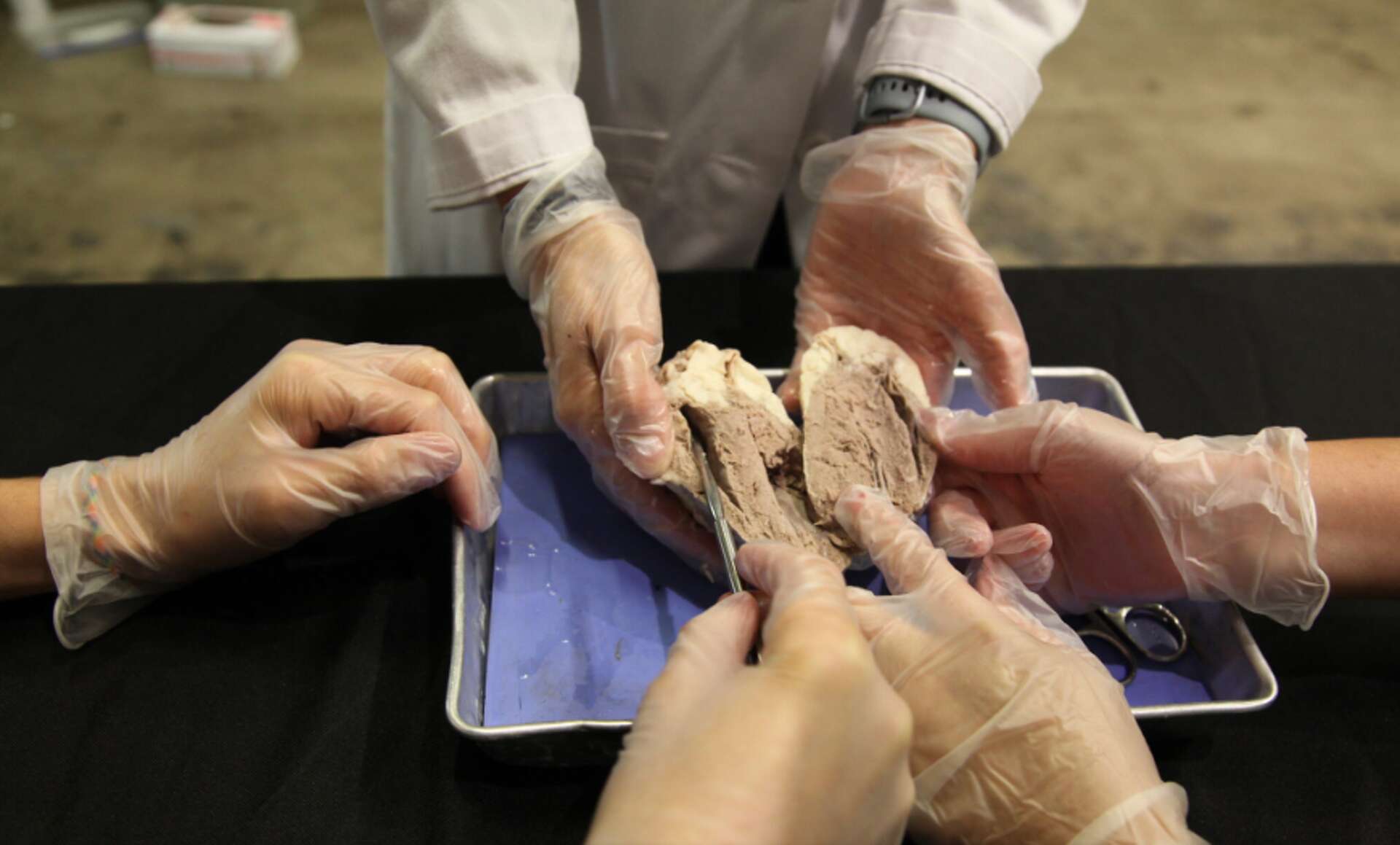Health Museum offers chance to dissect heart for Valentine's Day