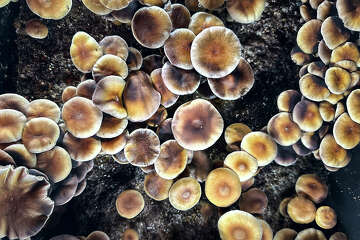 Bay Area psilocybin bars allegedly contain synthetic drug