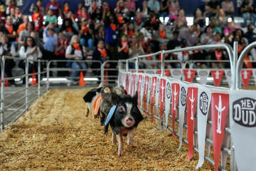 Houston Rodeo family favorites, from carnival rides to pig races