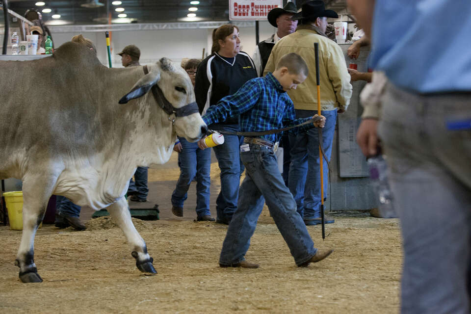 Houston Rodeo family favorites: Carnival, petting zoos, pig races