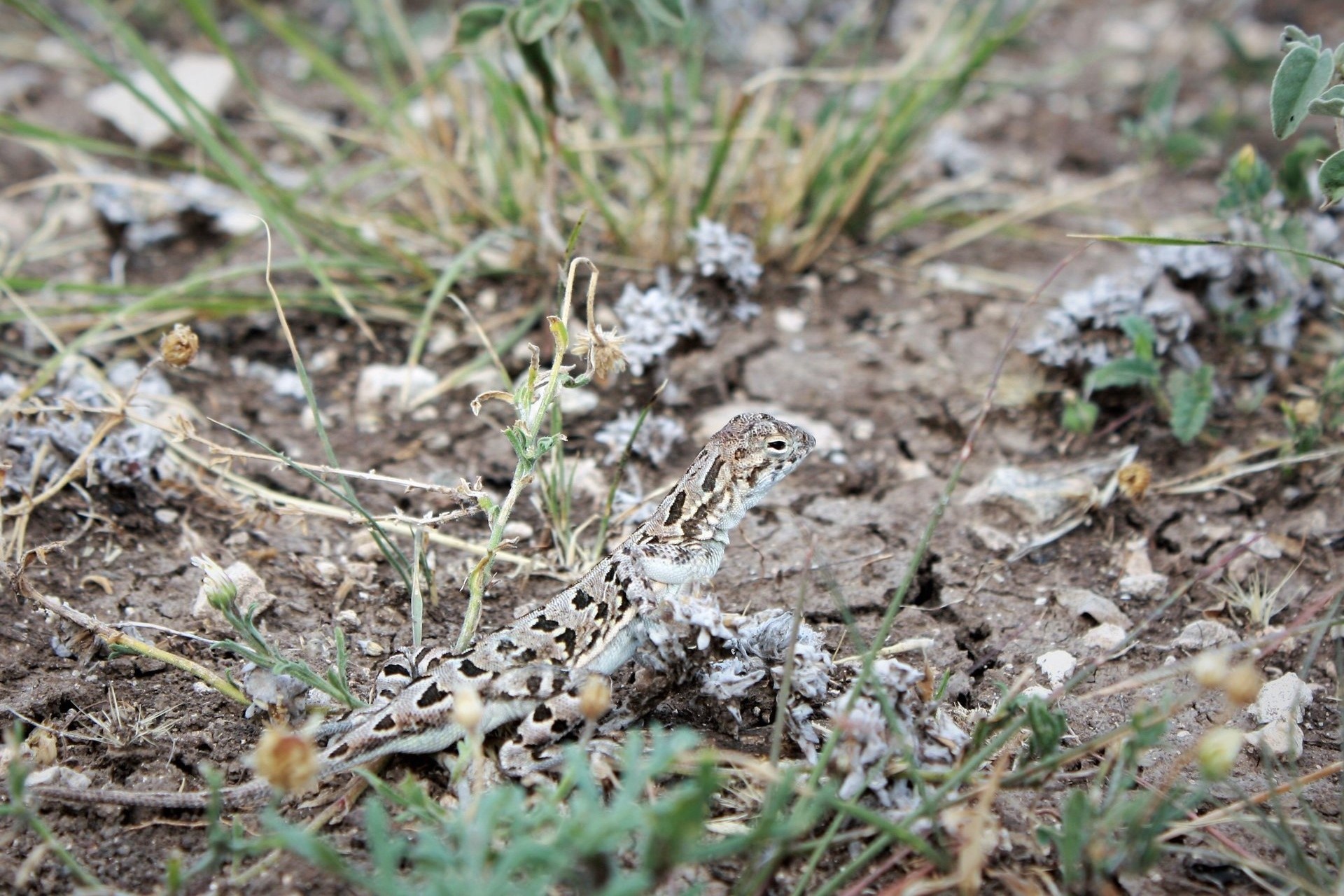 Texas lizard no longer an endangered species, found thriving