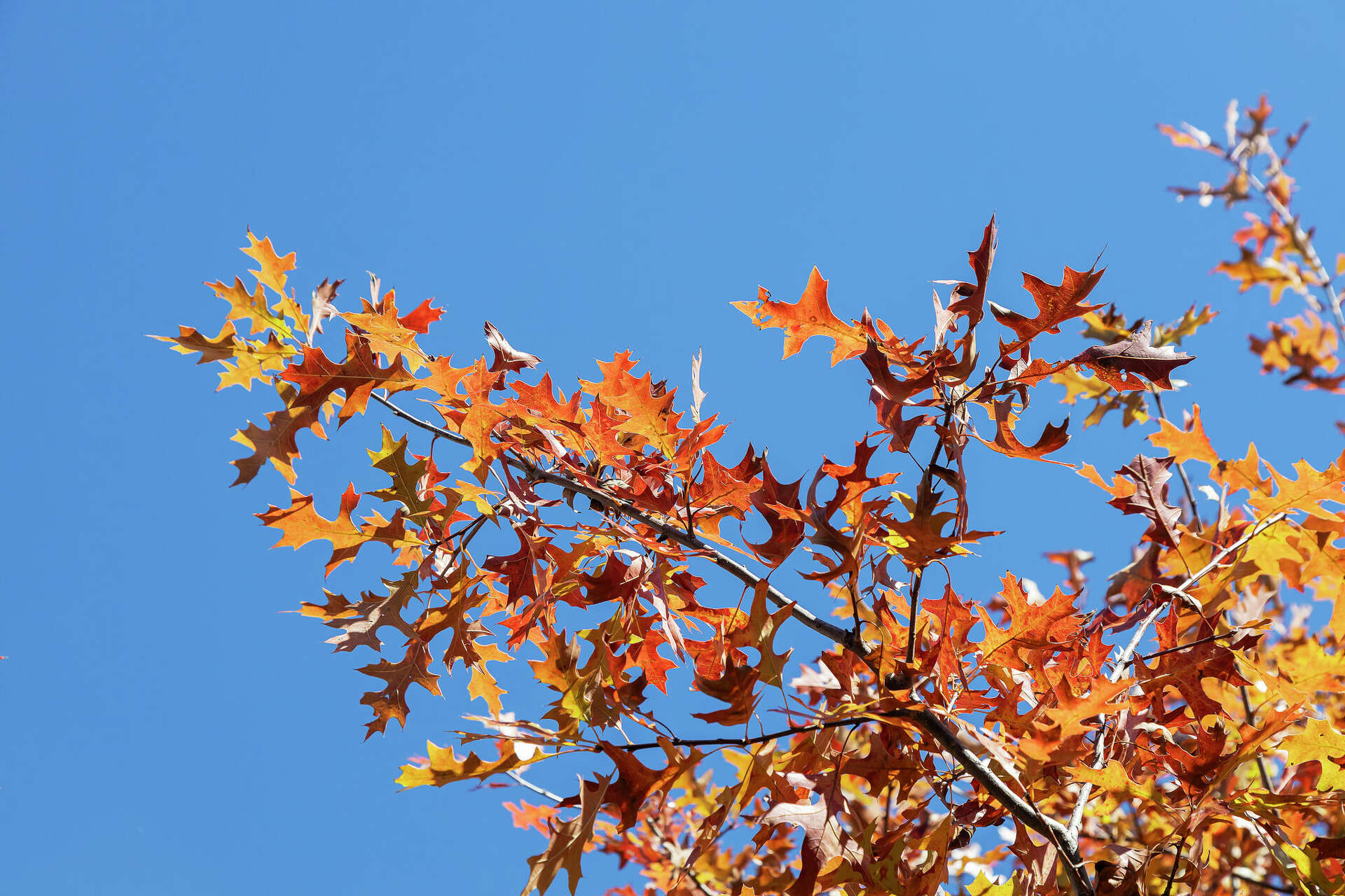 Here's your San Antonio guide to planting large shade trees