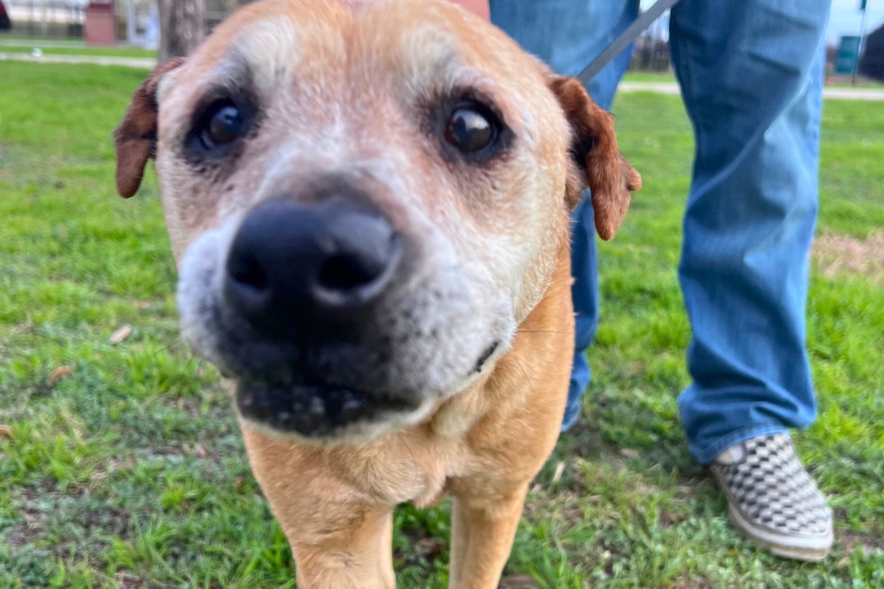Butterscotch the dog reunited with San Antonio owner