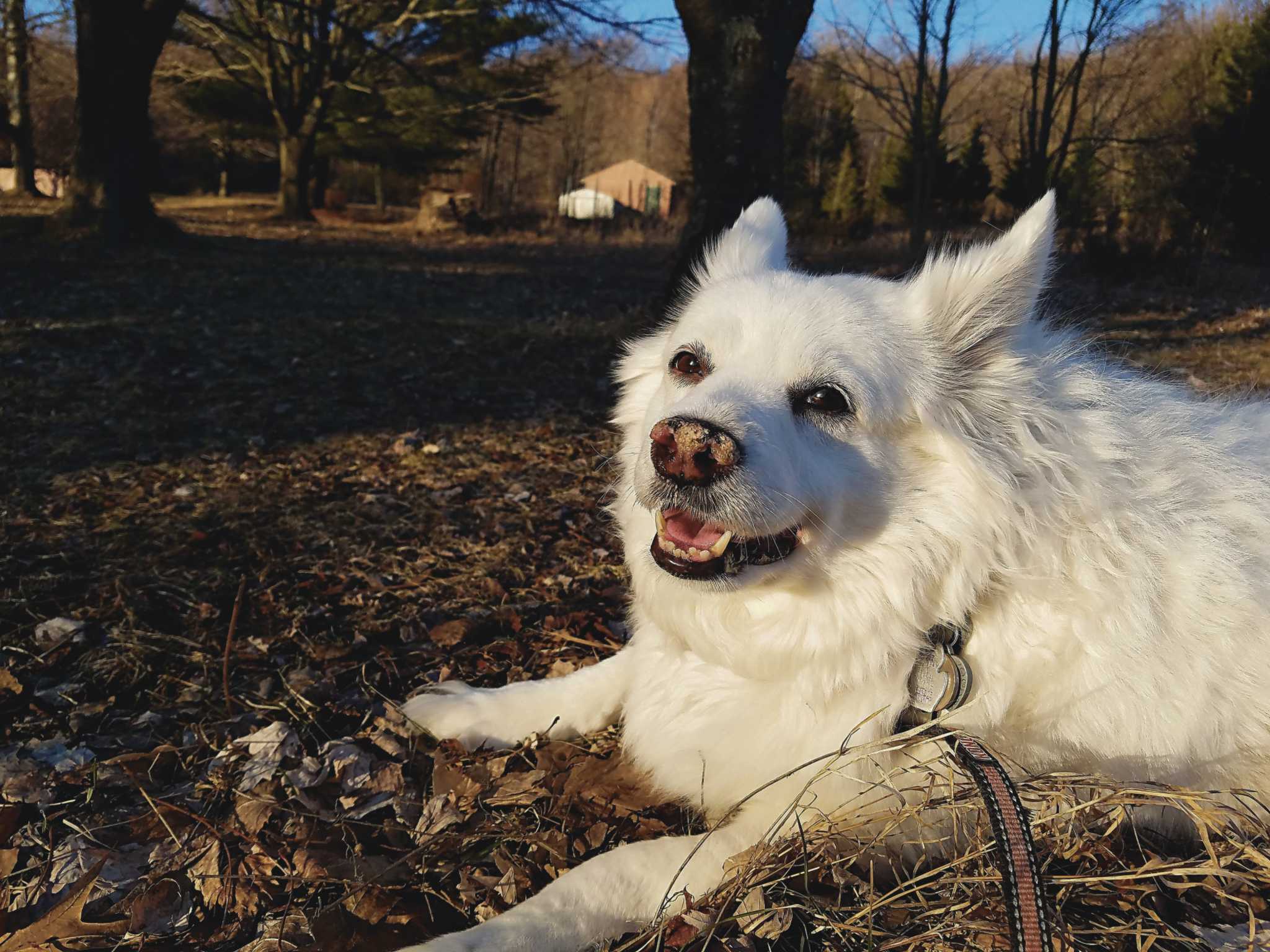 Manistee nonprofit warns dog owners of parvo contamination
