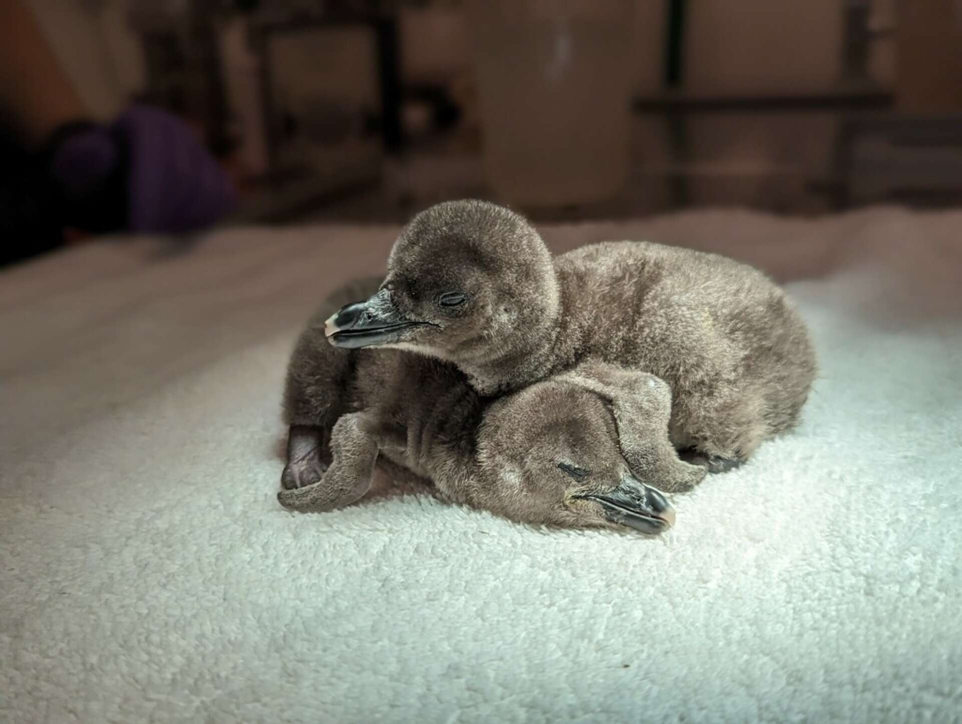 Cal Academy of Sciences sees penguin baby boom