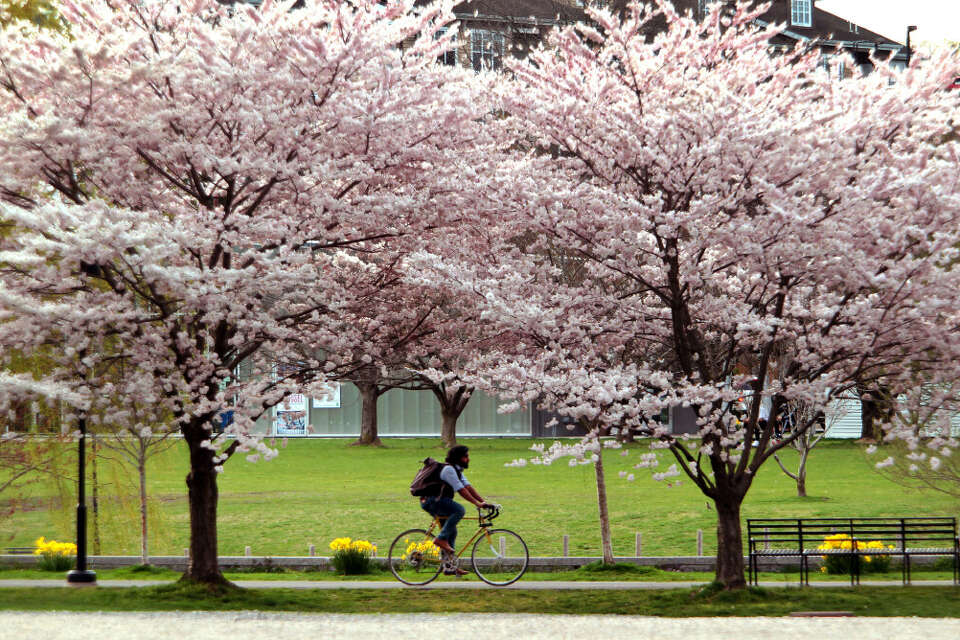 When and where to see cherry blossoms in Connecticut