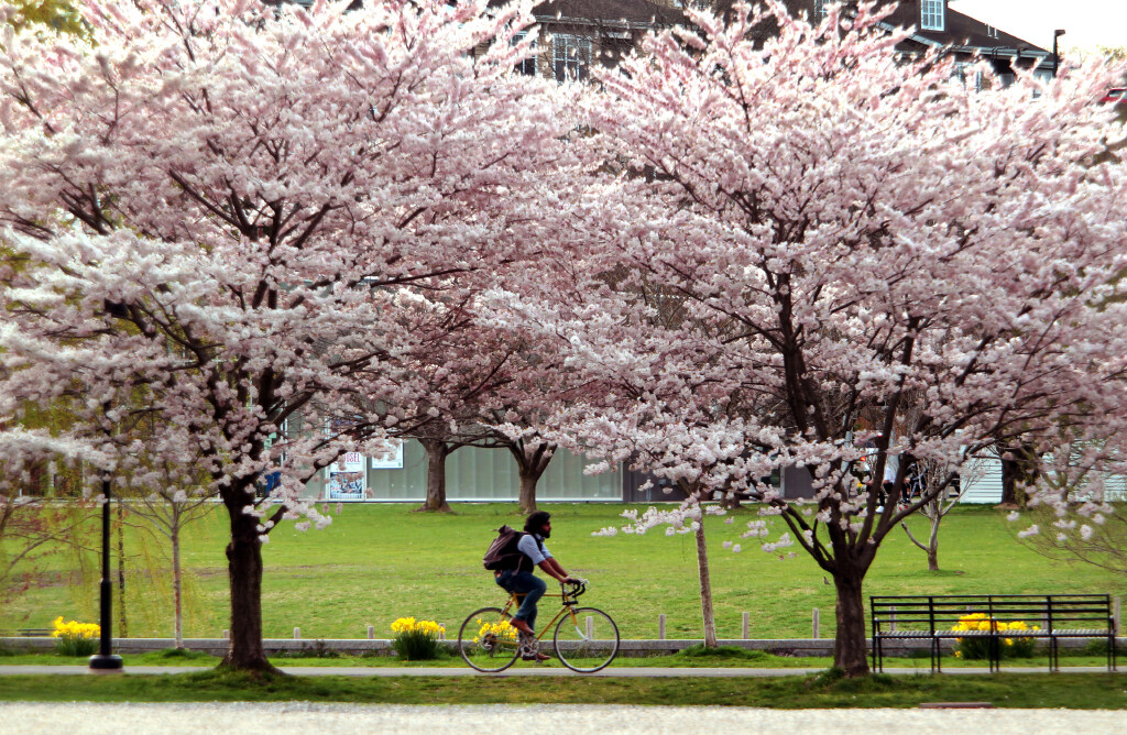 When and where to see cherry blossoms in Connecticut