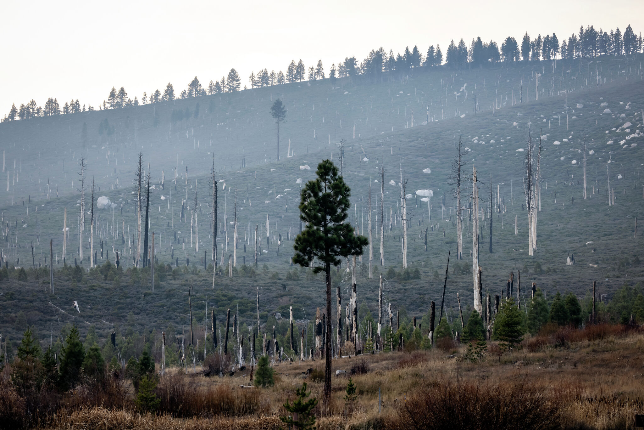 California’s trees are dying in droves. Tahoe is at the epicenter