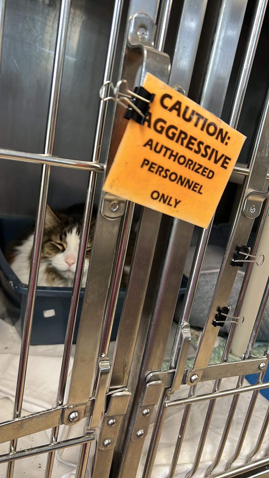 Deemed aggressive, a Midland cat finds a loving home