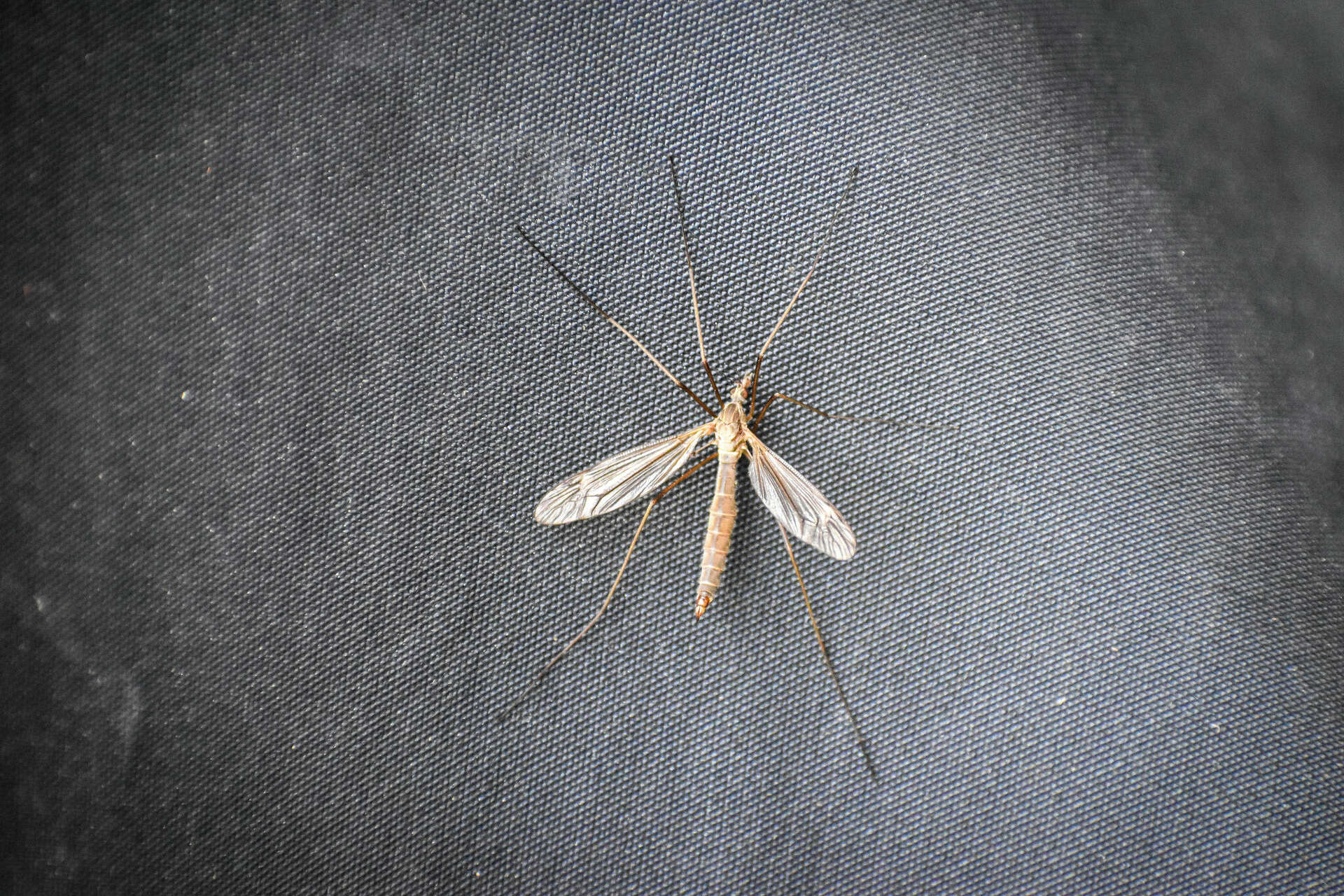 Why Houston is swamped with mosquito look-alikes right now