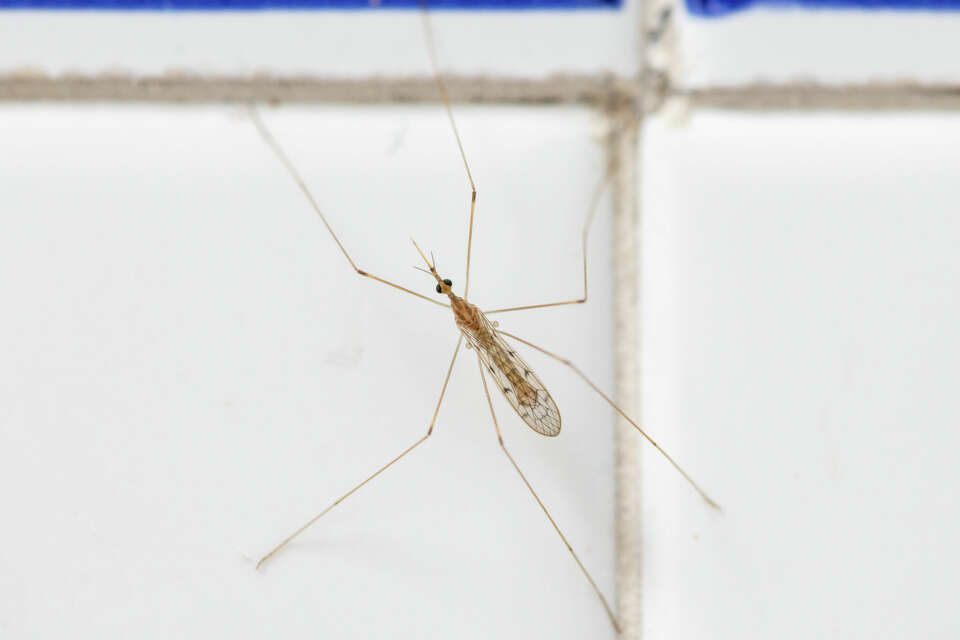 Why Houston is swamped with mosquito look-alikes right now