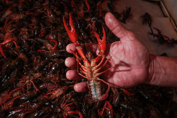 Your complete guide to crawfish season
