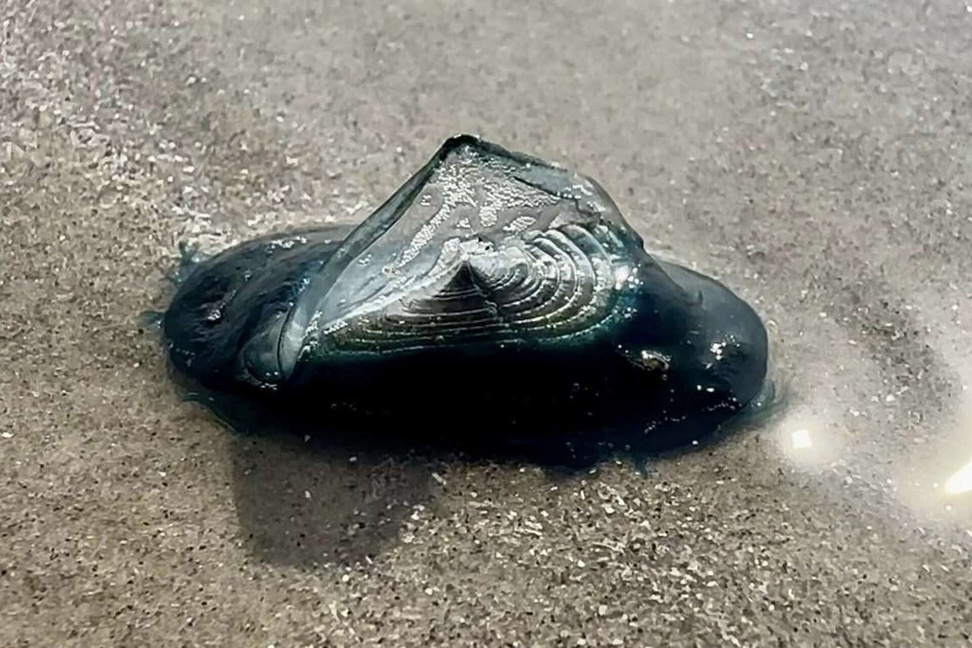 Warning: Look but don't touch blue dragons on Texas beaches