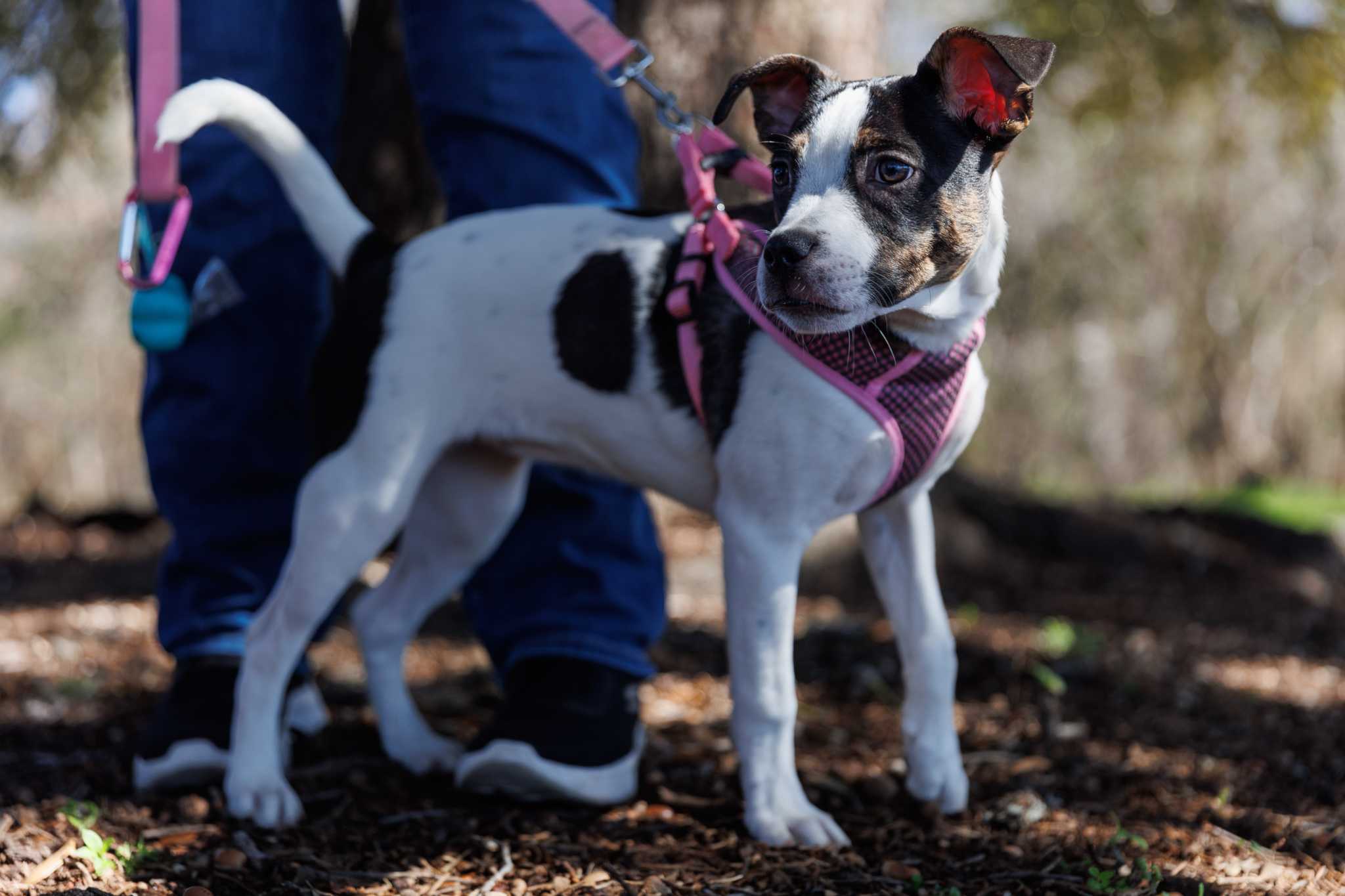 The tale of Pipa, the pup saved from the sewer, is now a kids' book